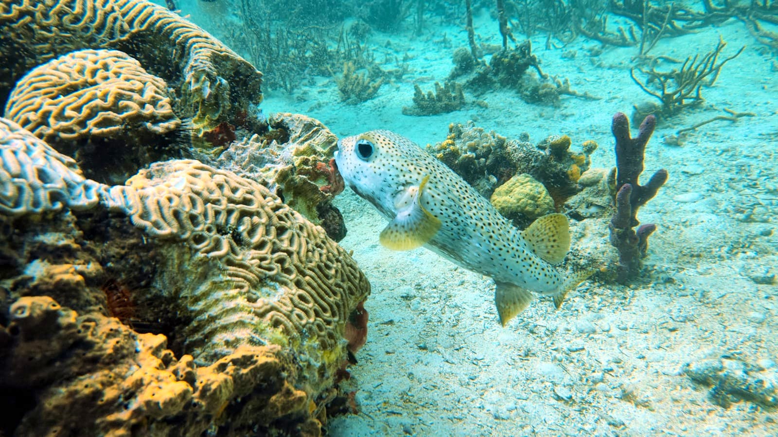 Conservation & Fish Monitoring | Volunteer in Panama 2025