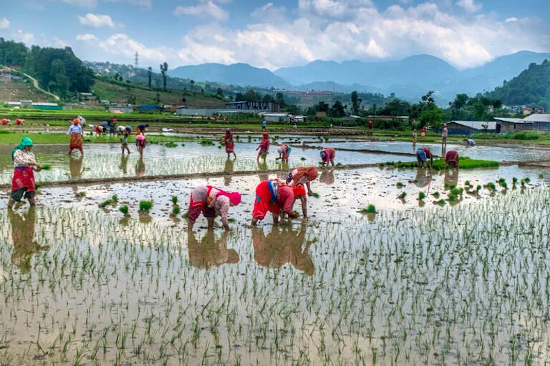 Seasonal Rice Planting or Harvesting | Volunteer in Nepal 2025