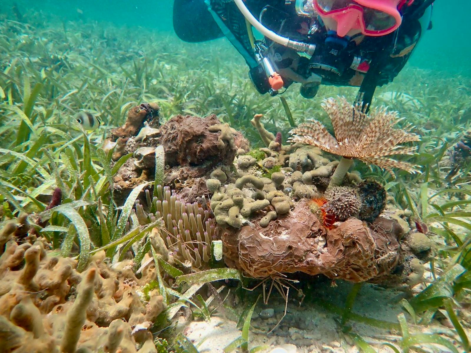 Conservation And Sponge Monitoring Volunteer In Panama 2025