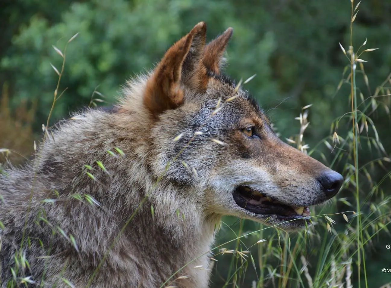 Wolf Sanctuary Caretaker | Frivillig i Portugal 2026