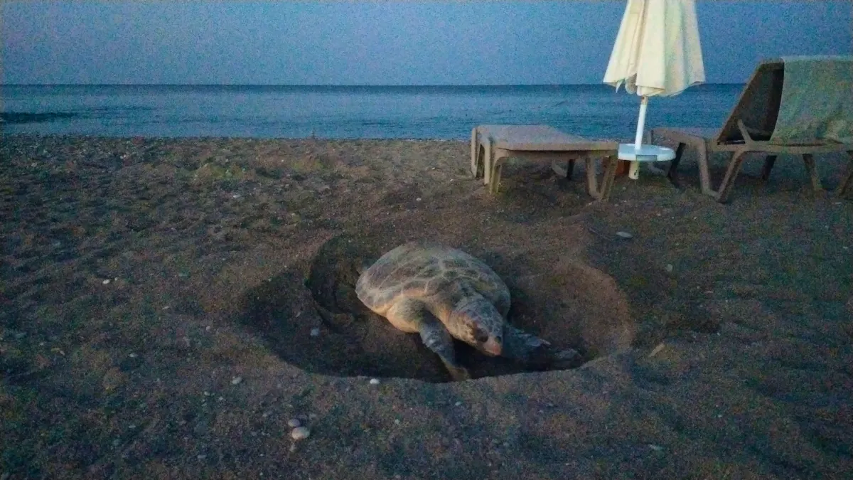 Sea Turtle Monitoring And Conservation | Volunteer in Turkey 2025