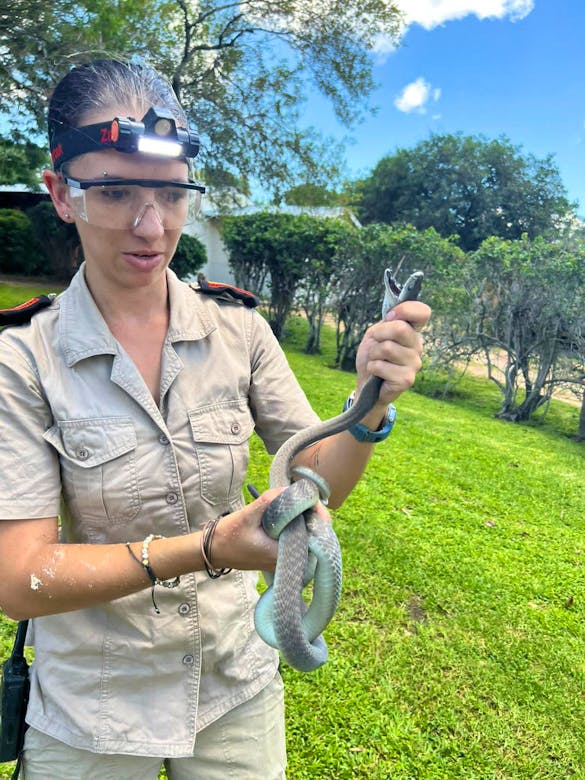 Reptile Vet Sanctuary | Volunteer in South Africa 2024