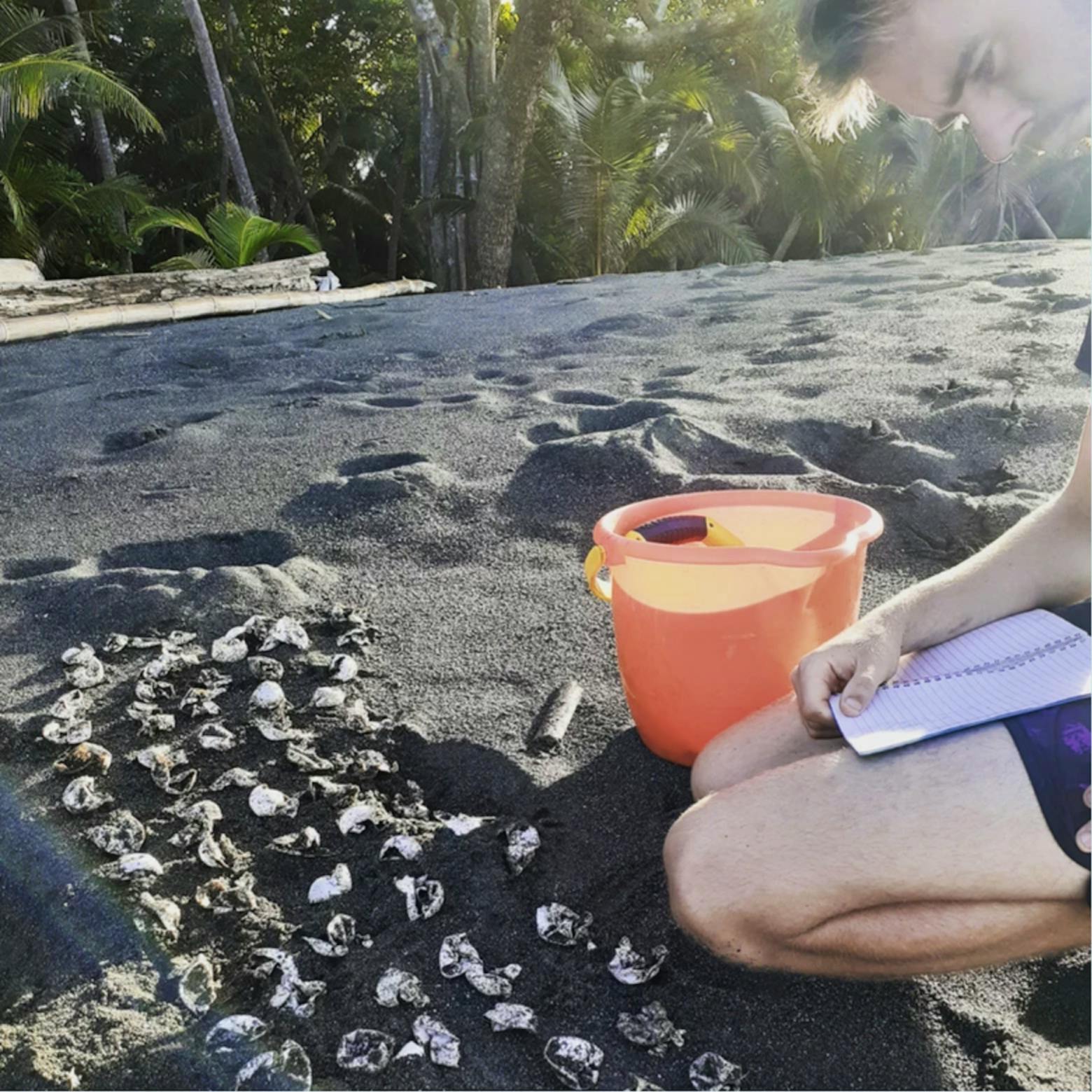 Sea Turtle Biologist | Volunteer in Costa Rica 2025