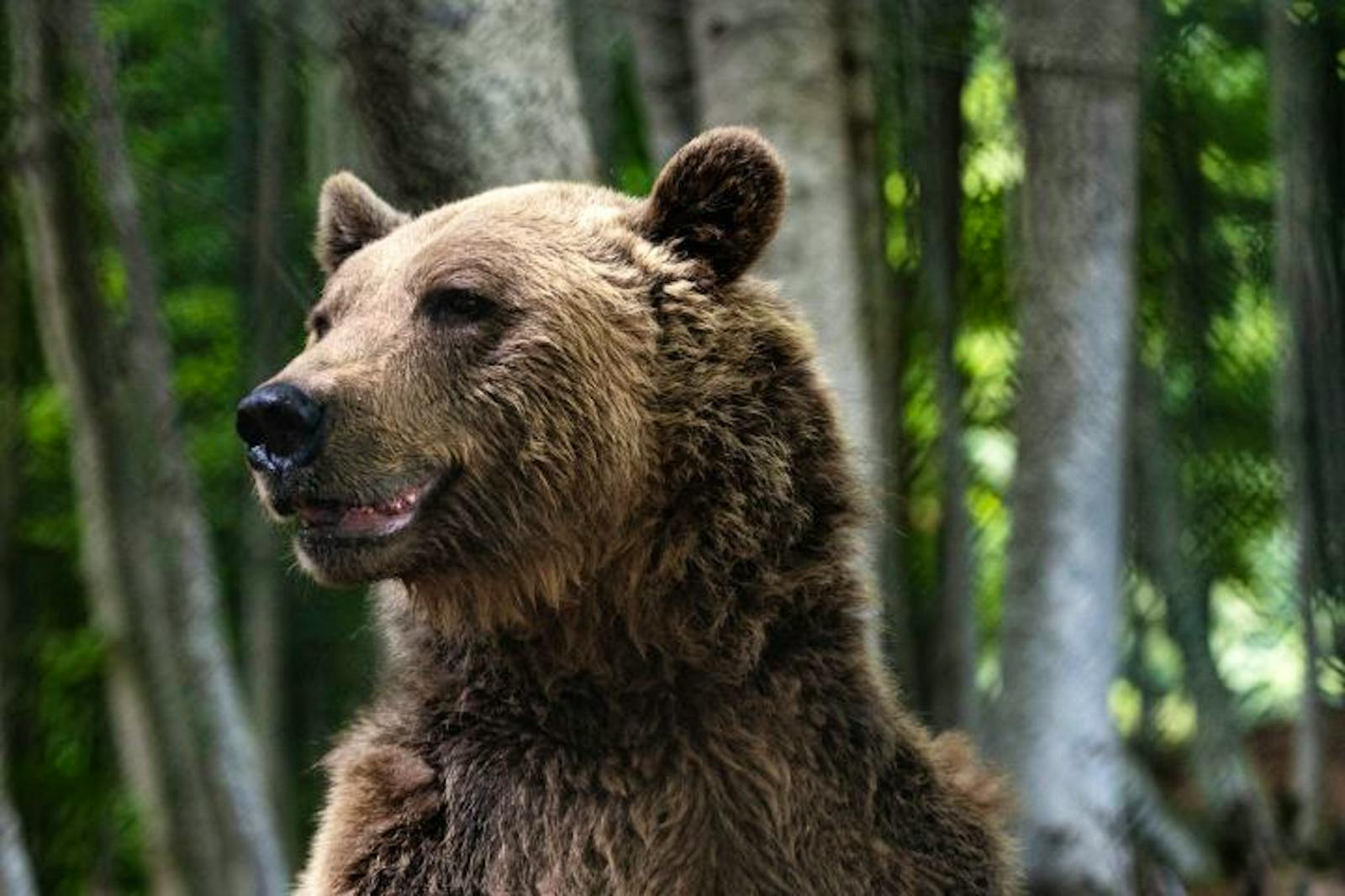 Wildlife Research (Bears/Wolfs) | Volunteer in Greece 2025