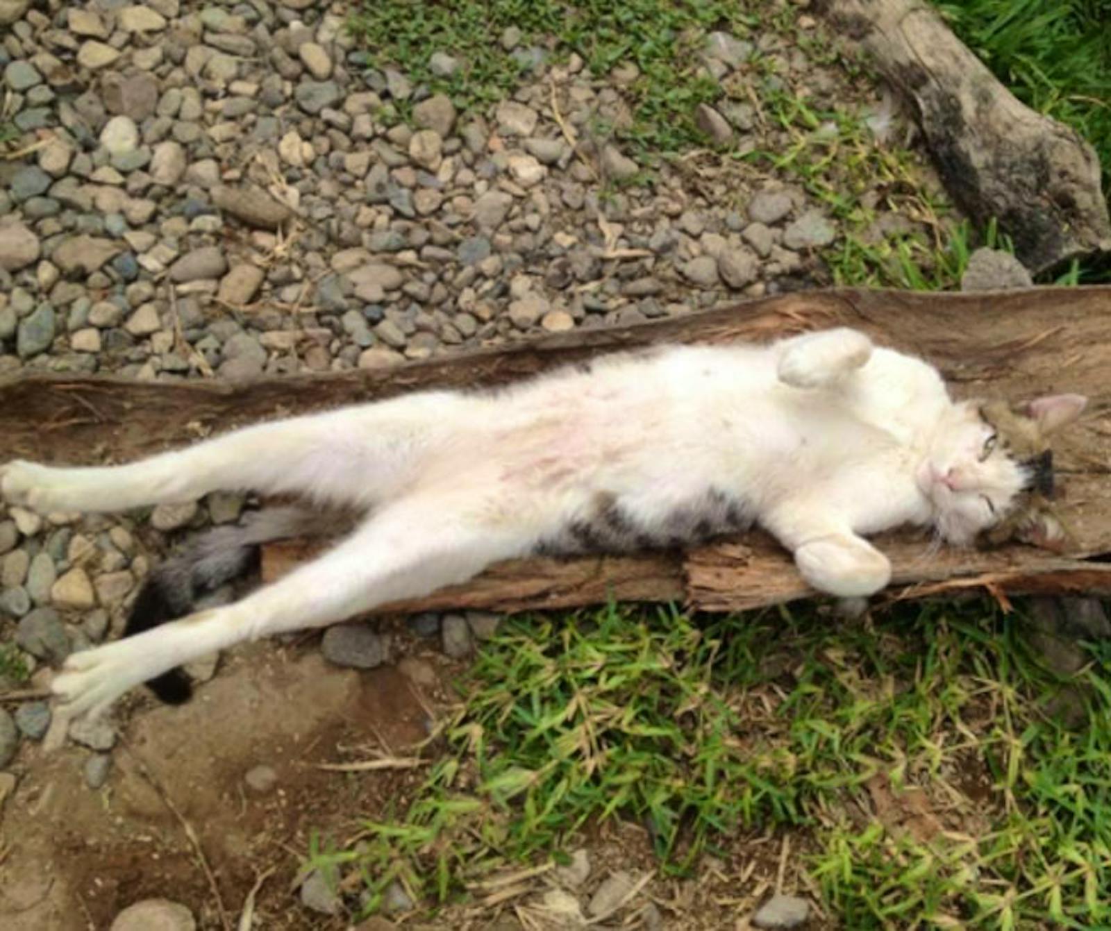 Street Animal Rescue Supporter | Volunteer in Peru 2025