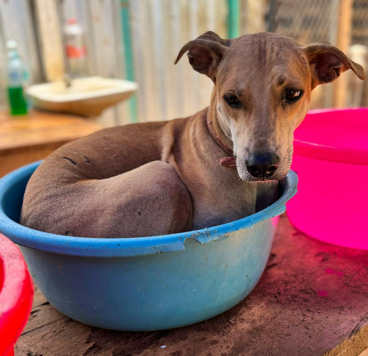 Dog Rescue Center Supporter | Voluntariado en México 2025