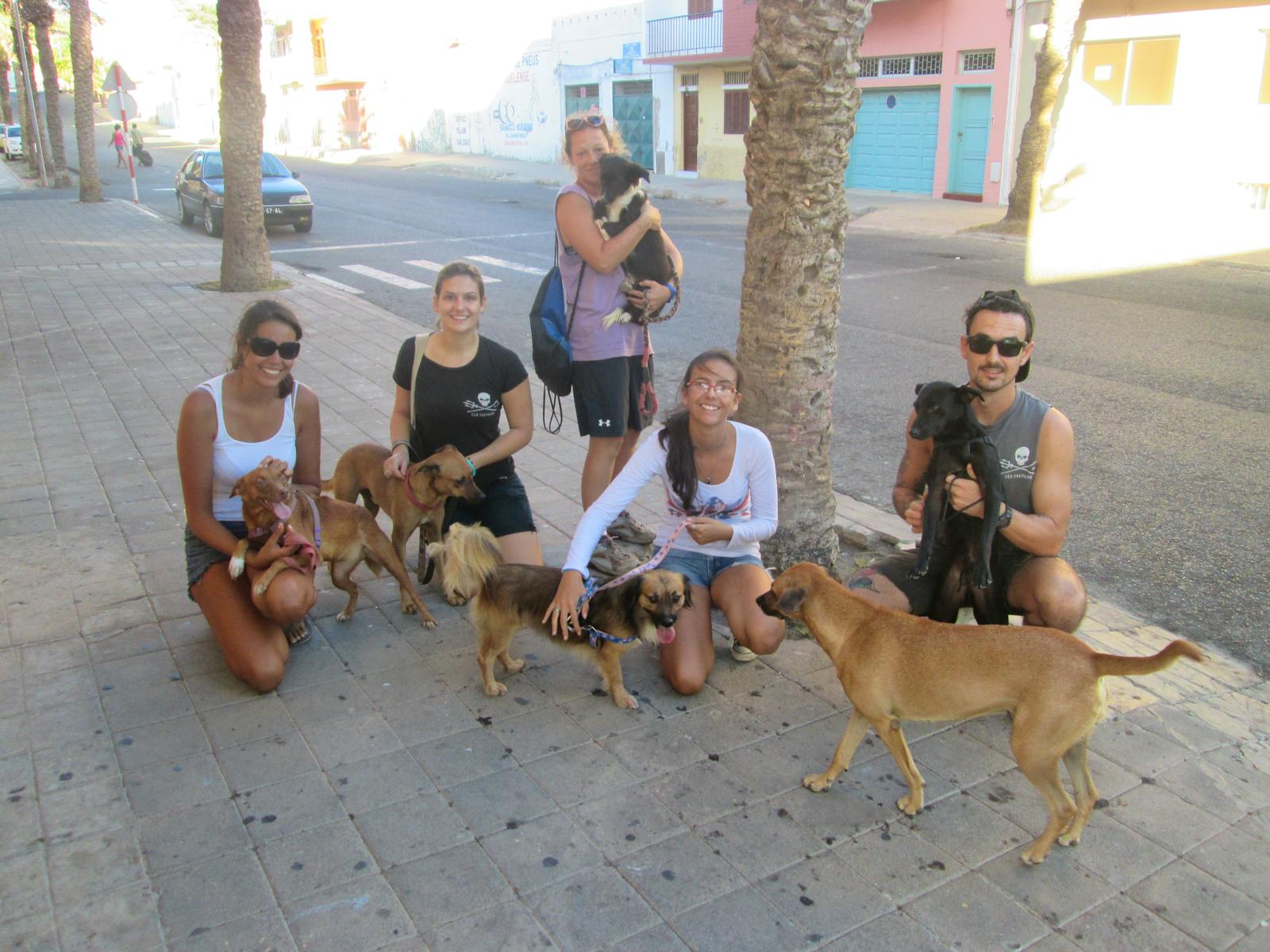 Animal saver | Volunteer in Cape Verde 2025