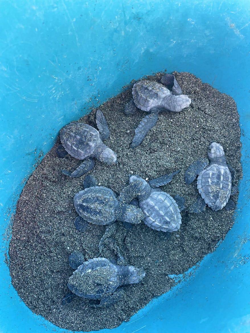 Sea Turtle Biologist | Volunteer in Costa Rica 2025