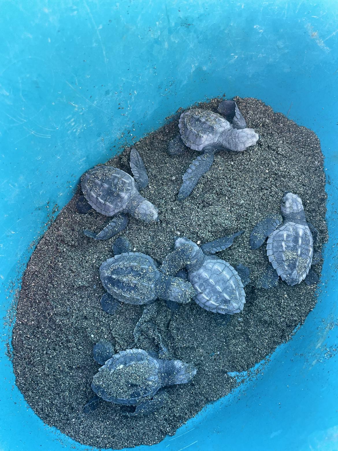 Sea Turtle Biologist | Volunteer in Costa Rica 2025