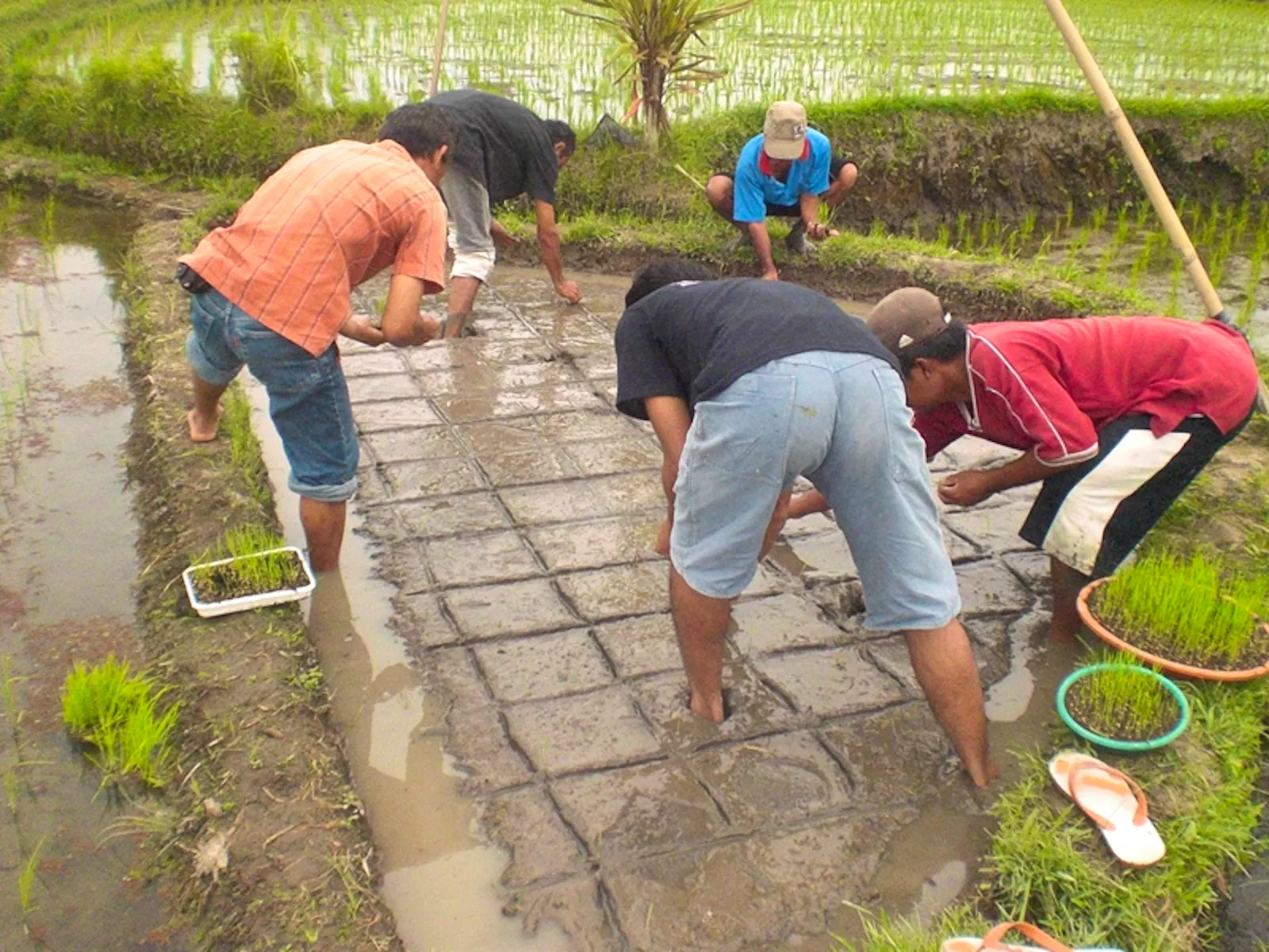 Implementing Sustainable Environmental Initiatives | Volunteer in ...