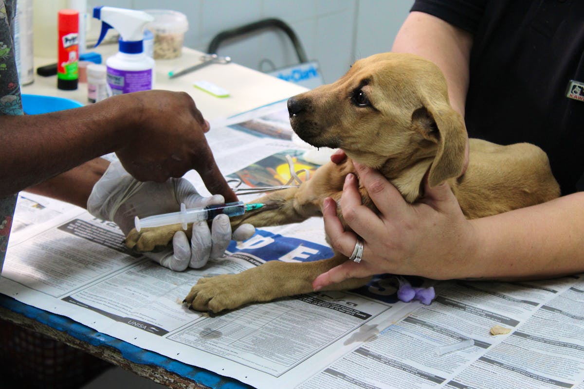Veterinary Medicine Experience | Volunteer in South Africa 2025