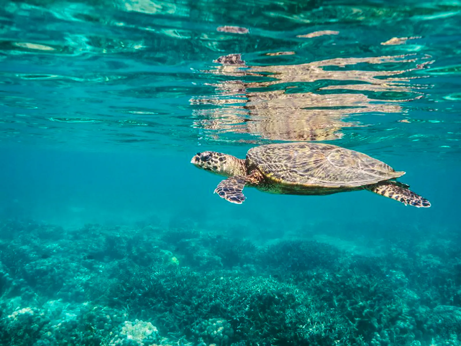 Sea Turtle Conservation Monitor | Voluntariado en Madagascar 2025