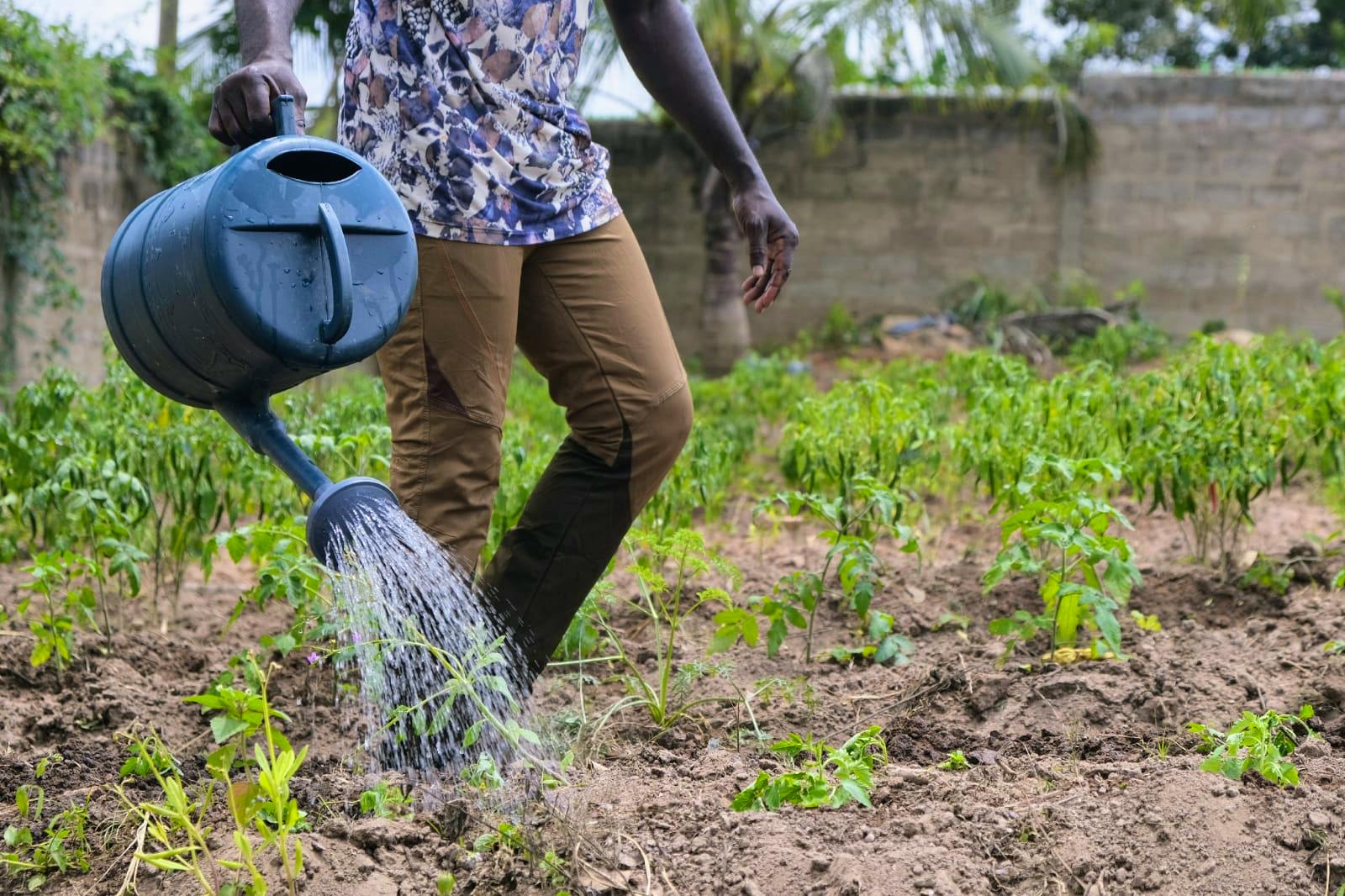 Farming and Education Supporter | Volunteer in Ghana 2025