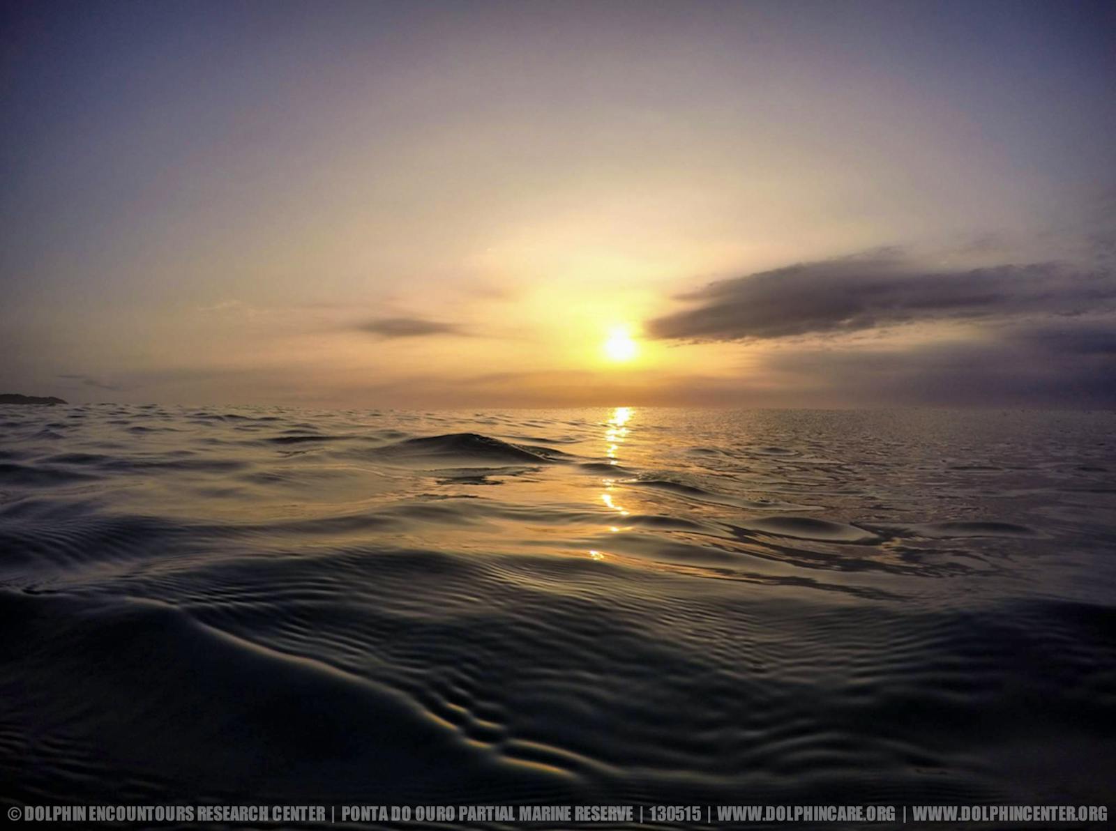 Short-Term Dolphin Care Assistant | Volunteer in Mozambique 2025