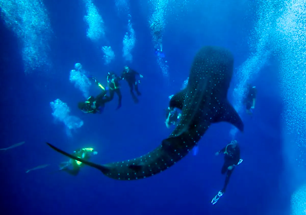 Best Time To See Whale Sharks In Belize 2024 – TVYM