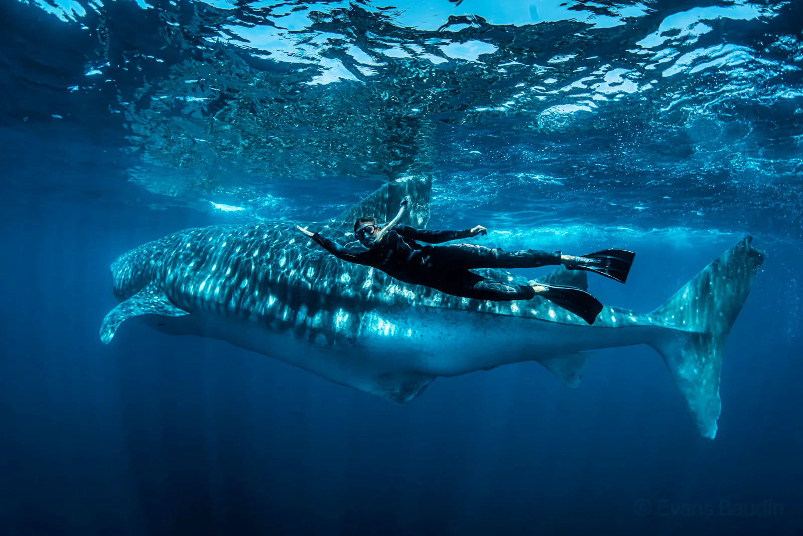 Shark Internship | Volunteer in Mexico 2025