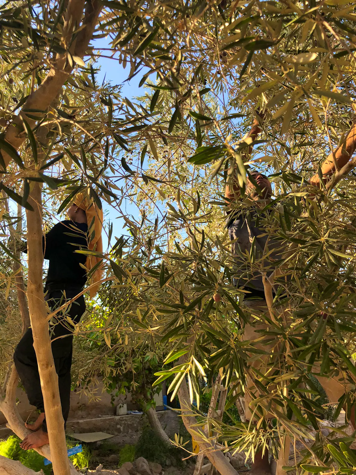 Regenerative Agriculture in Sinai Desert | Volunteer in Egypt 2025