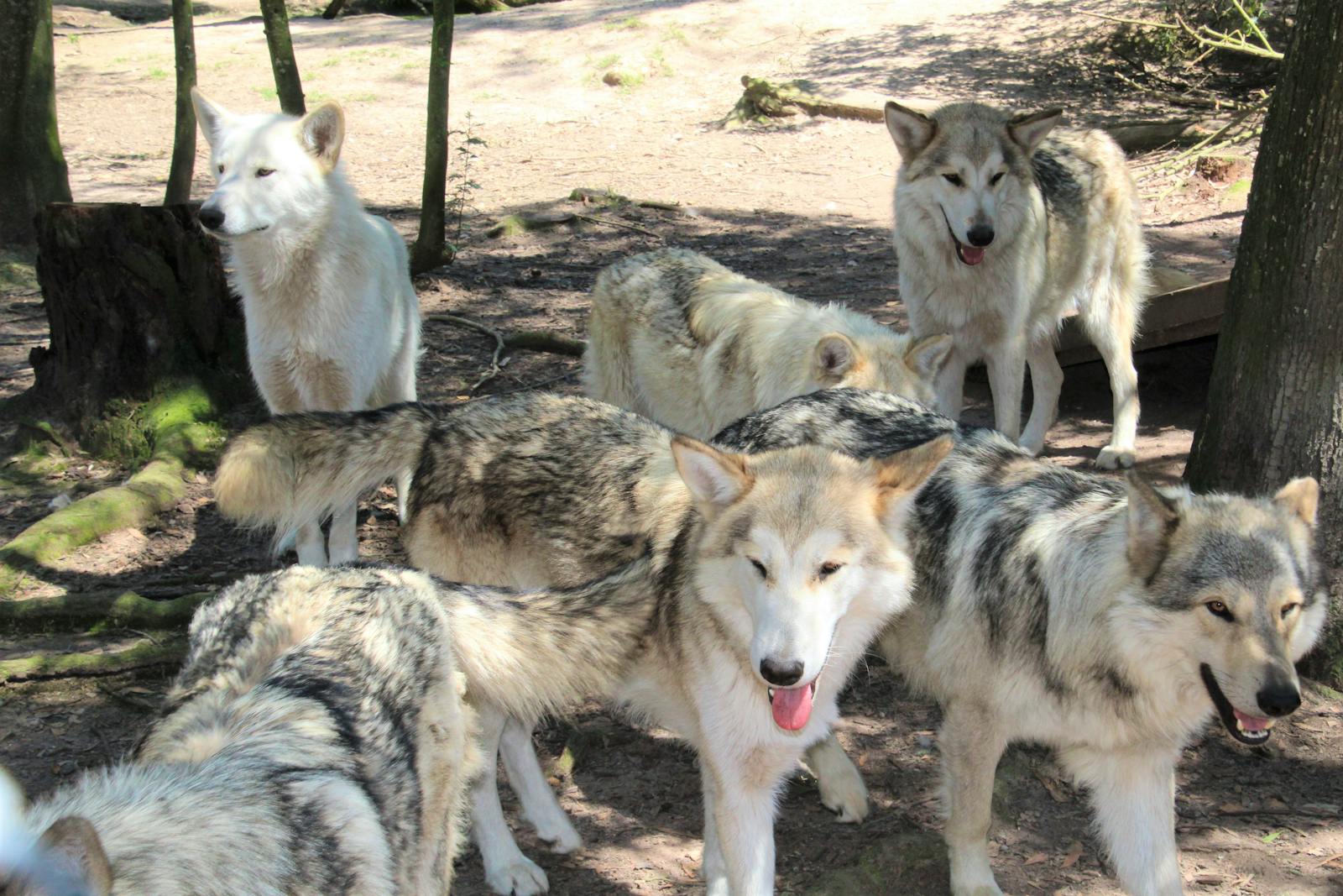 Wolf, Wolfdog and Husky Sanctuary Helper | Volunteer in South Africa 2025