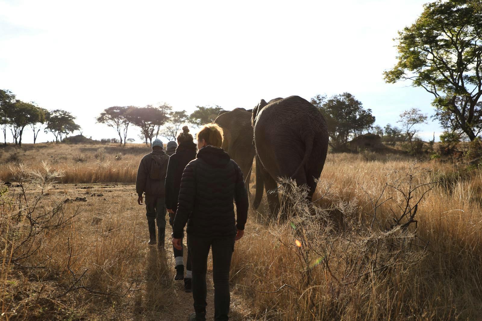 Horse Riding & Wildlife Conservation | Volunteer in Zimbabwe 2023