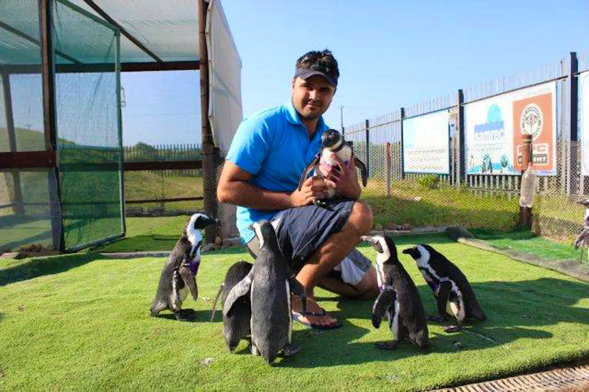 Penguin Rescue and Rehabilitation Assistant | Volunteer in South Africa ...