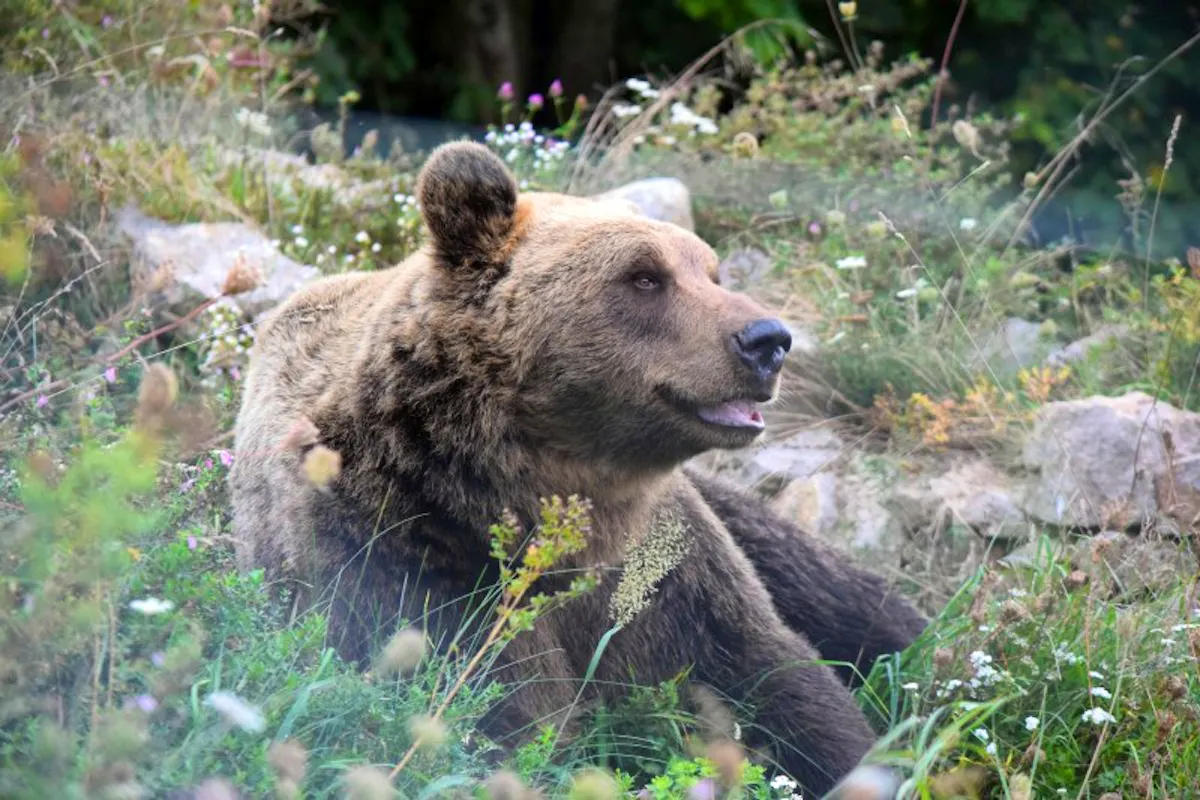 Wildlife & Heritage Sanctuary | Volunteer in Croatia 2025