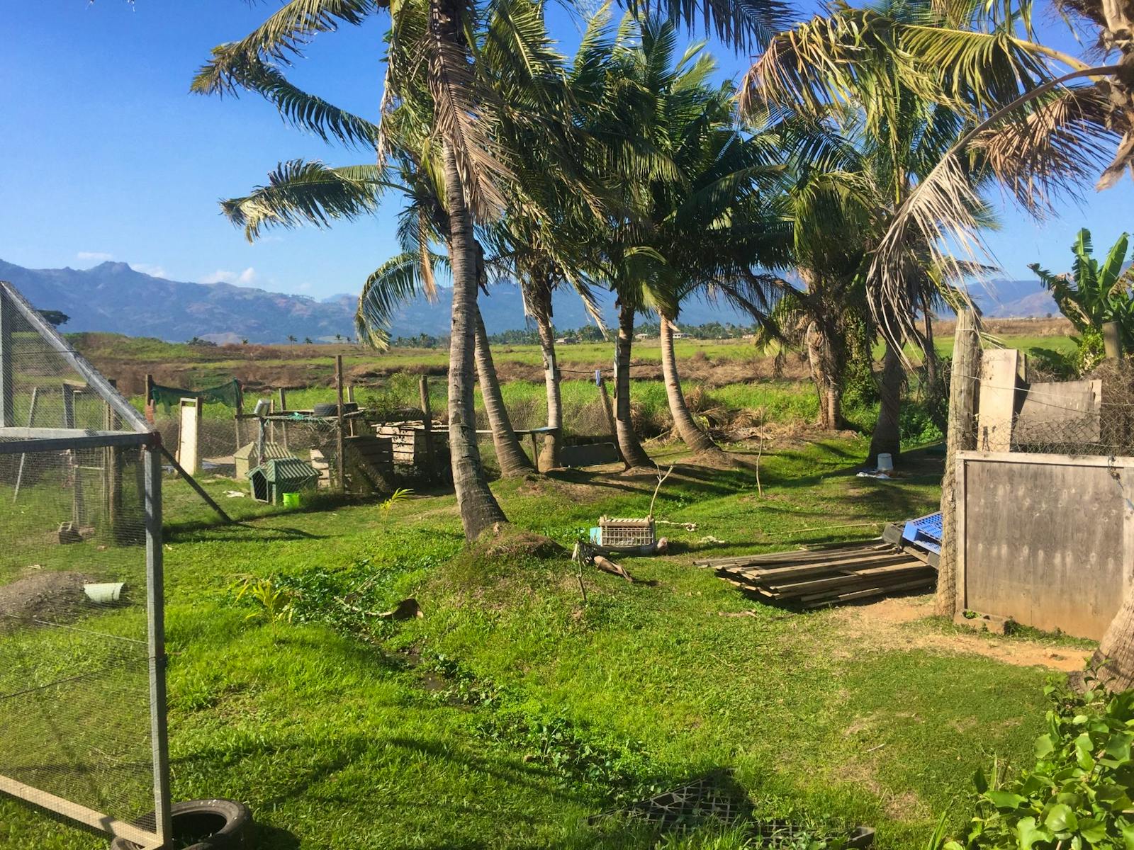 Animal Care and Shelter | Volunteer in Fiji 2025