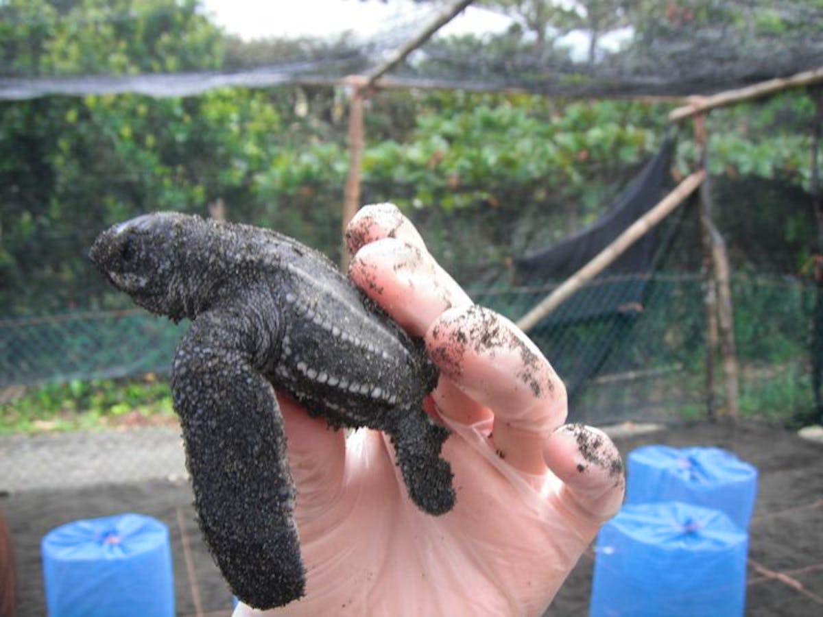 Help Save Sea Turtles | Volunteer in Costa Rica 2025