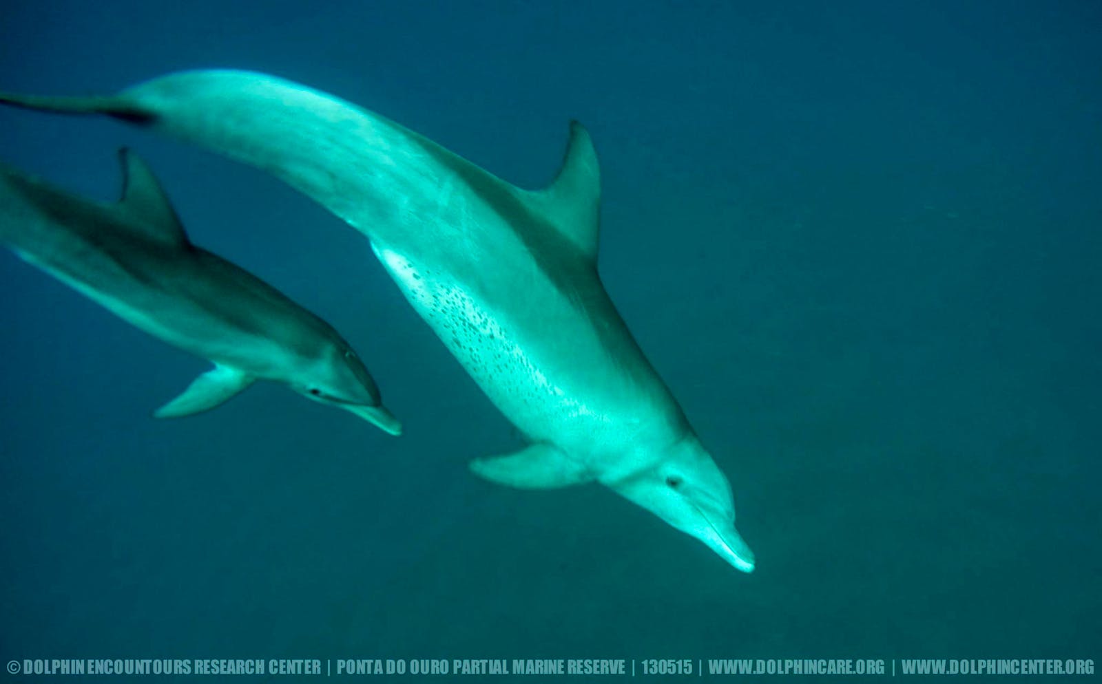 Short-Term Dolphin Care Assistant | Volunteer in Mozambique 2025