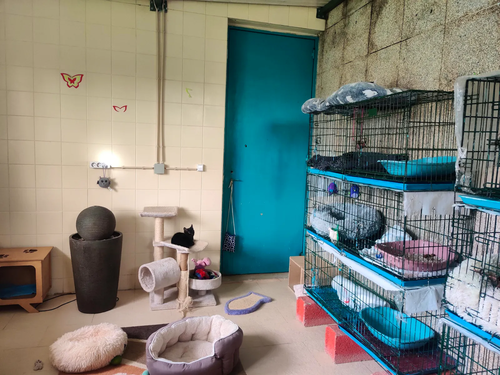 Animal Caretakers | Volunteer in Portugal 2025