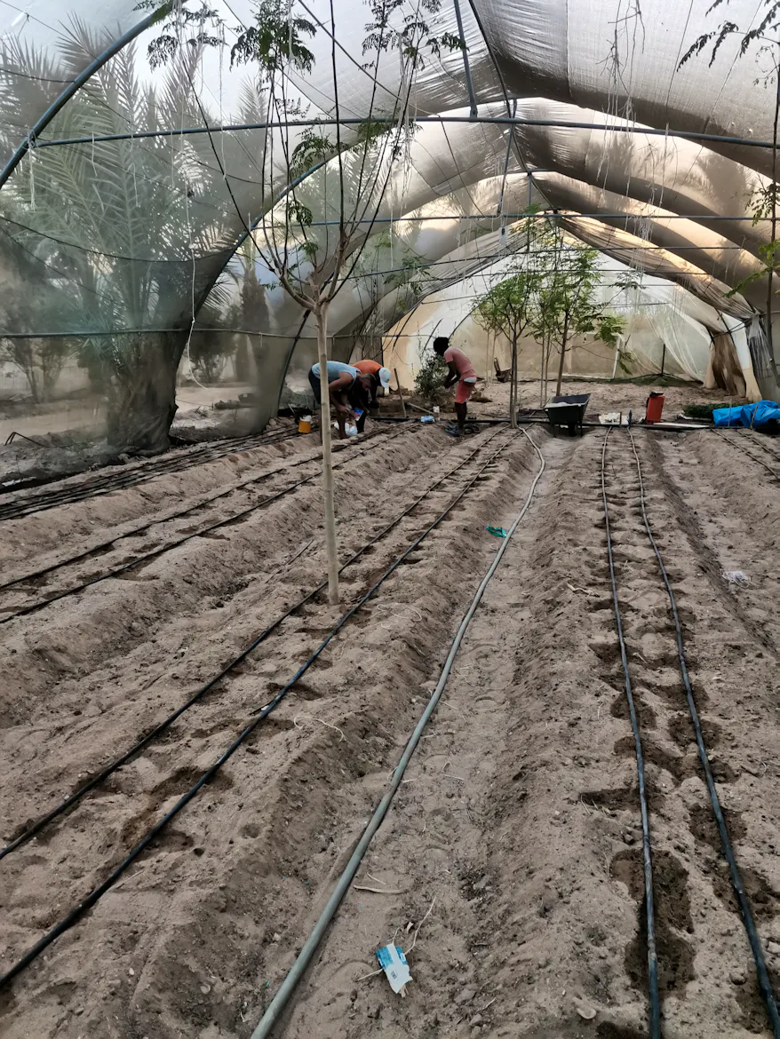 Desert Restoration Helper | Volunteer in Egypt 2025