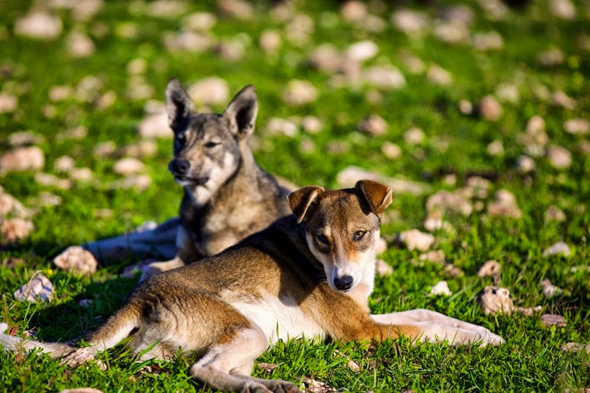 Animal Caretaker Assistant | Volunteer in Morocco 2025