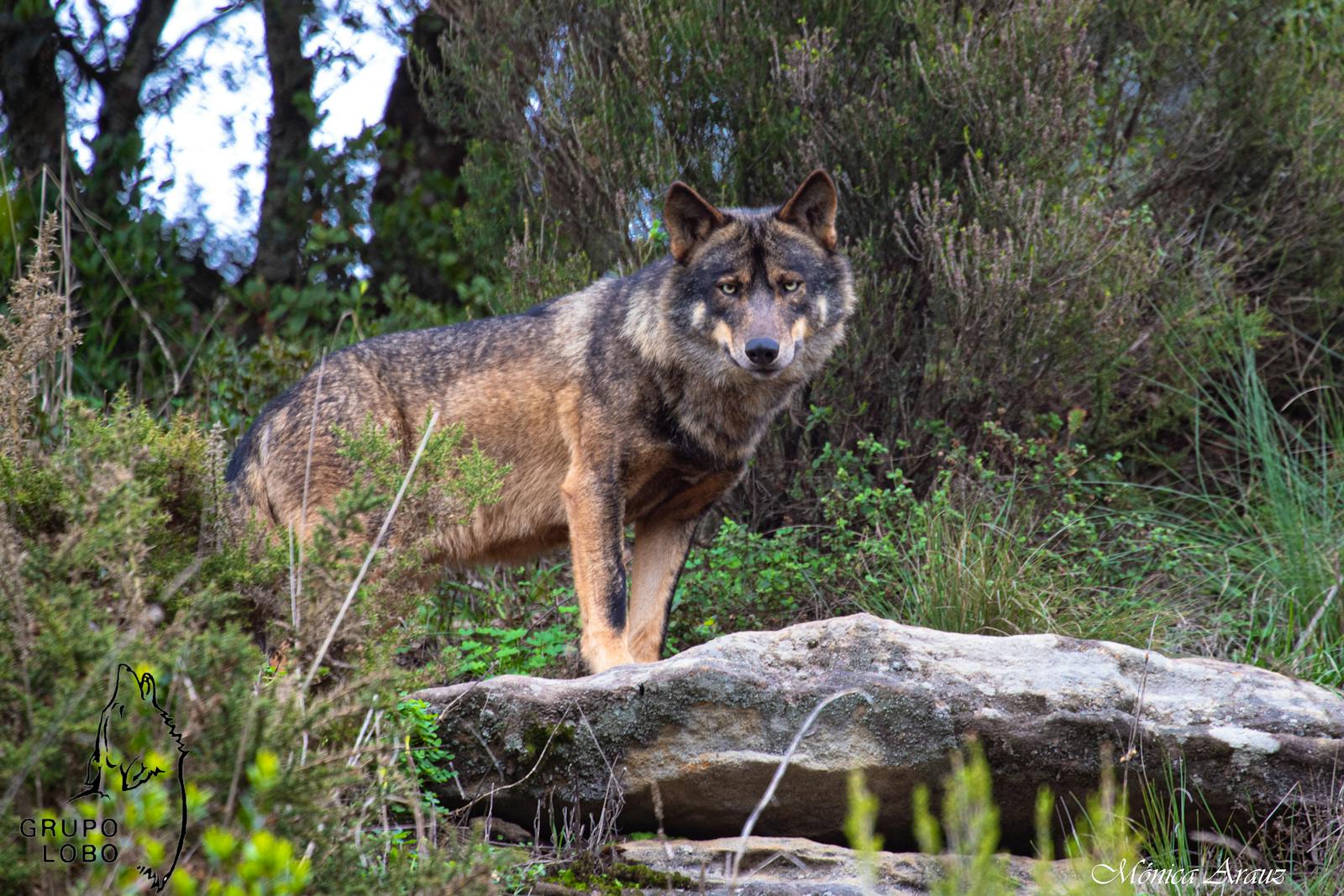 Wolf Conservation Experience | Volunteer in Portugal 2025