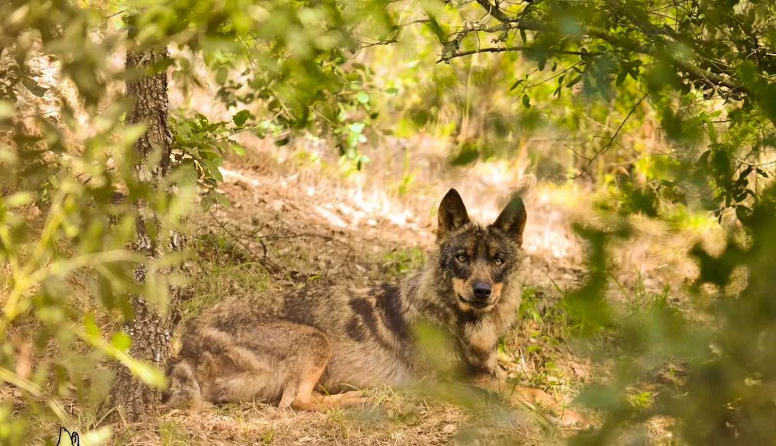 Wolf Sanctuary Caretaker | Volunteer in Portugal 2025