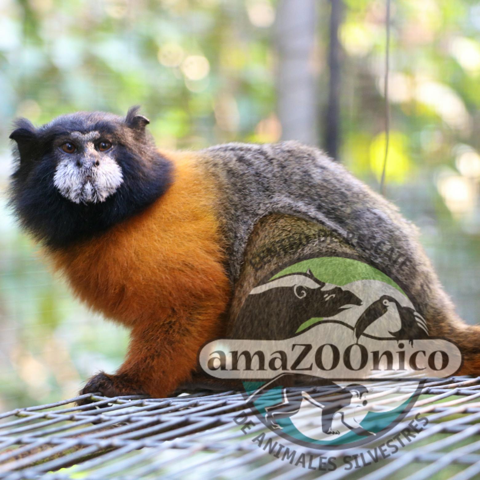 Wildlife Rehabilitation - a Jungle Adventure | Volunteer in Ecuador 2025