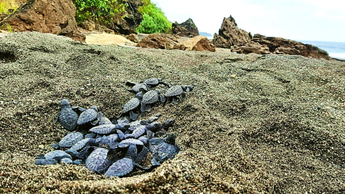 Sea Turtle Protection & Rainforest Preservation | Volunteer in Ecuador 2025