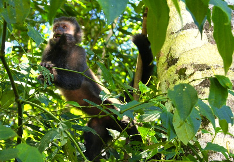 Animal Release Center: Eco-Supporter | Volunteer in Brazil 2025