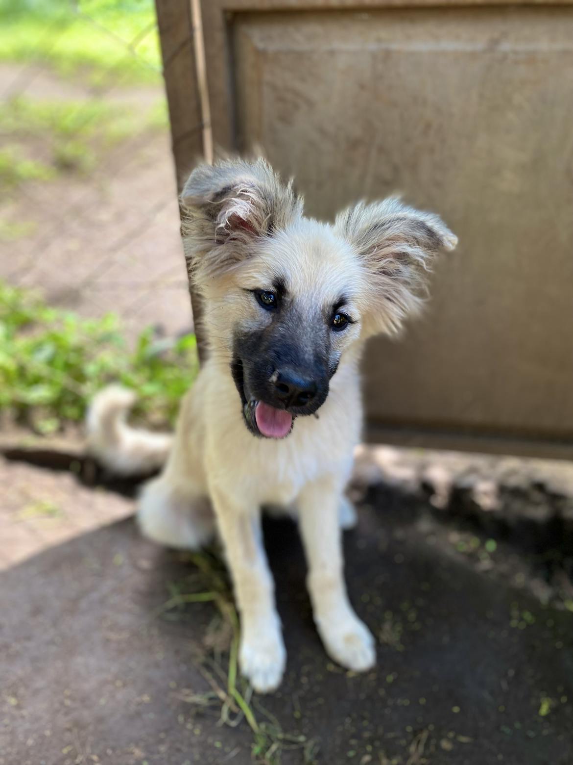 Dog and Cat Shelter Assistant | Volunteer in Tanzania 2025