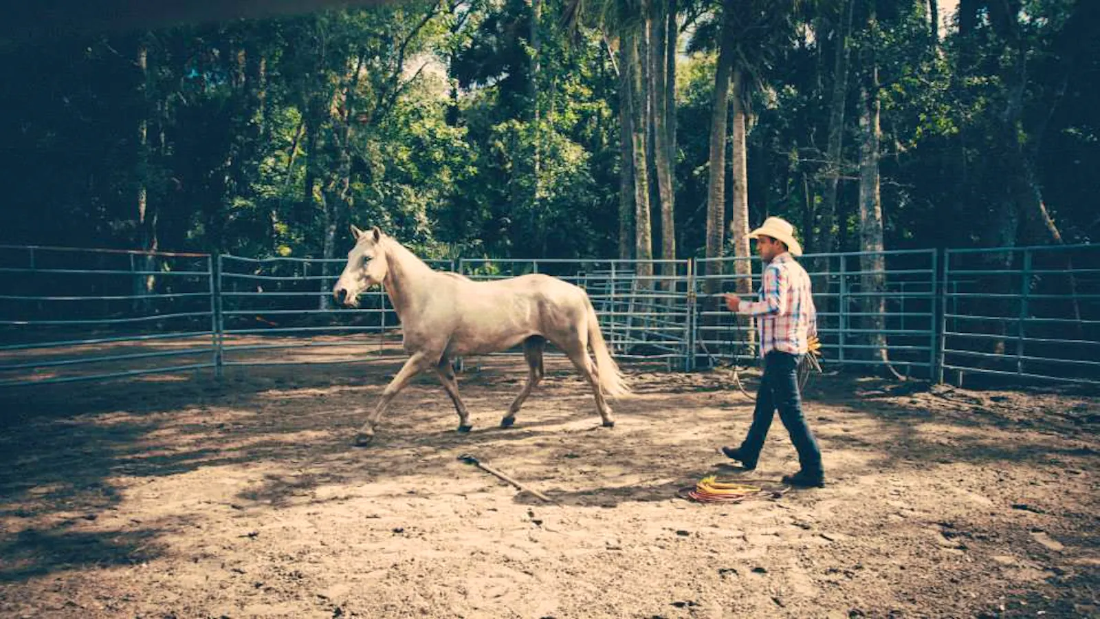 Mustang Rescue Companion | Volunteer in the United States 2025