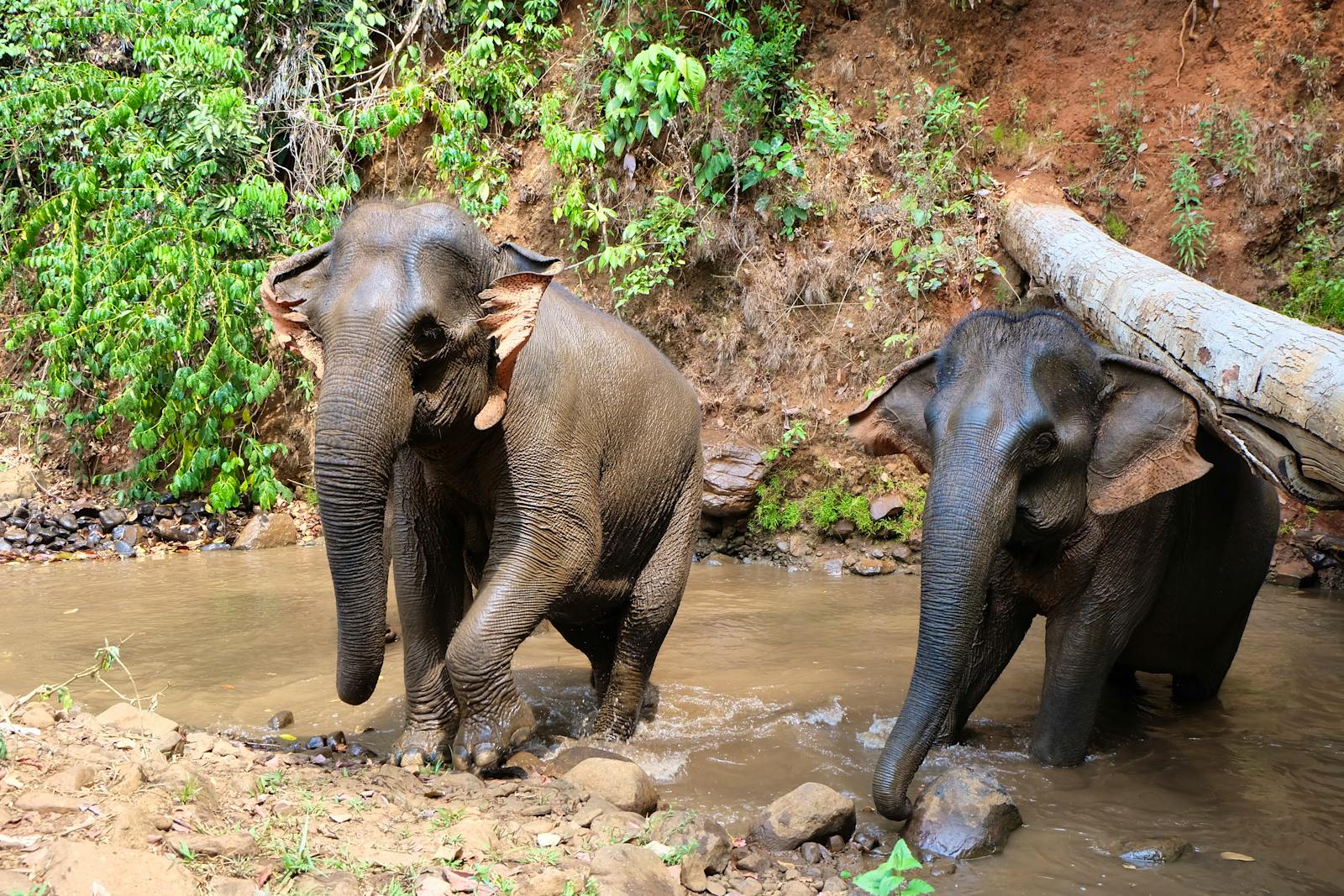 Ethical Elephant Sanctuary | Volunteer in Cambodia 2025