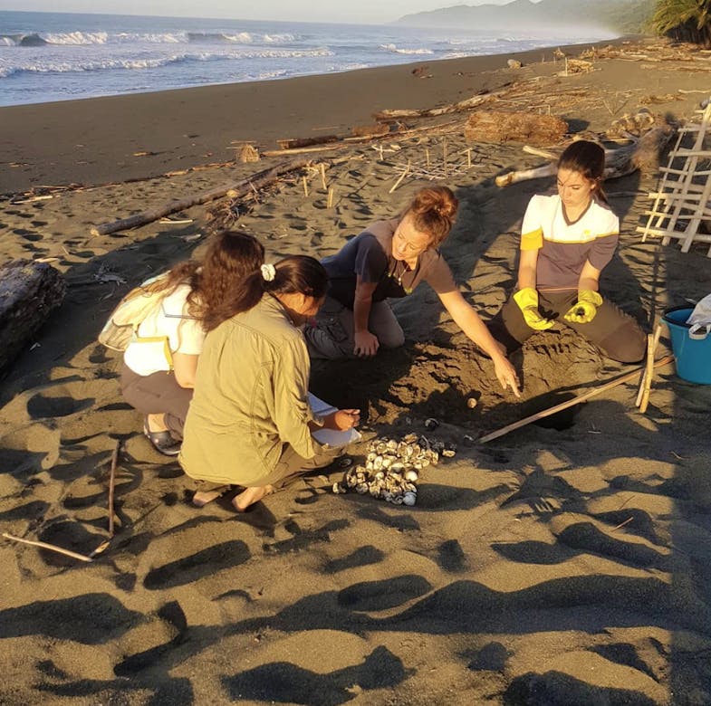 Sea Turtle Biologist | Volunteer in Costa Rica 2025