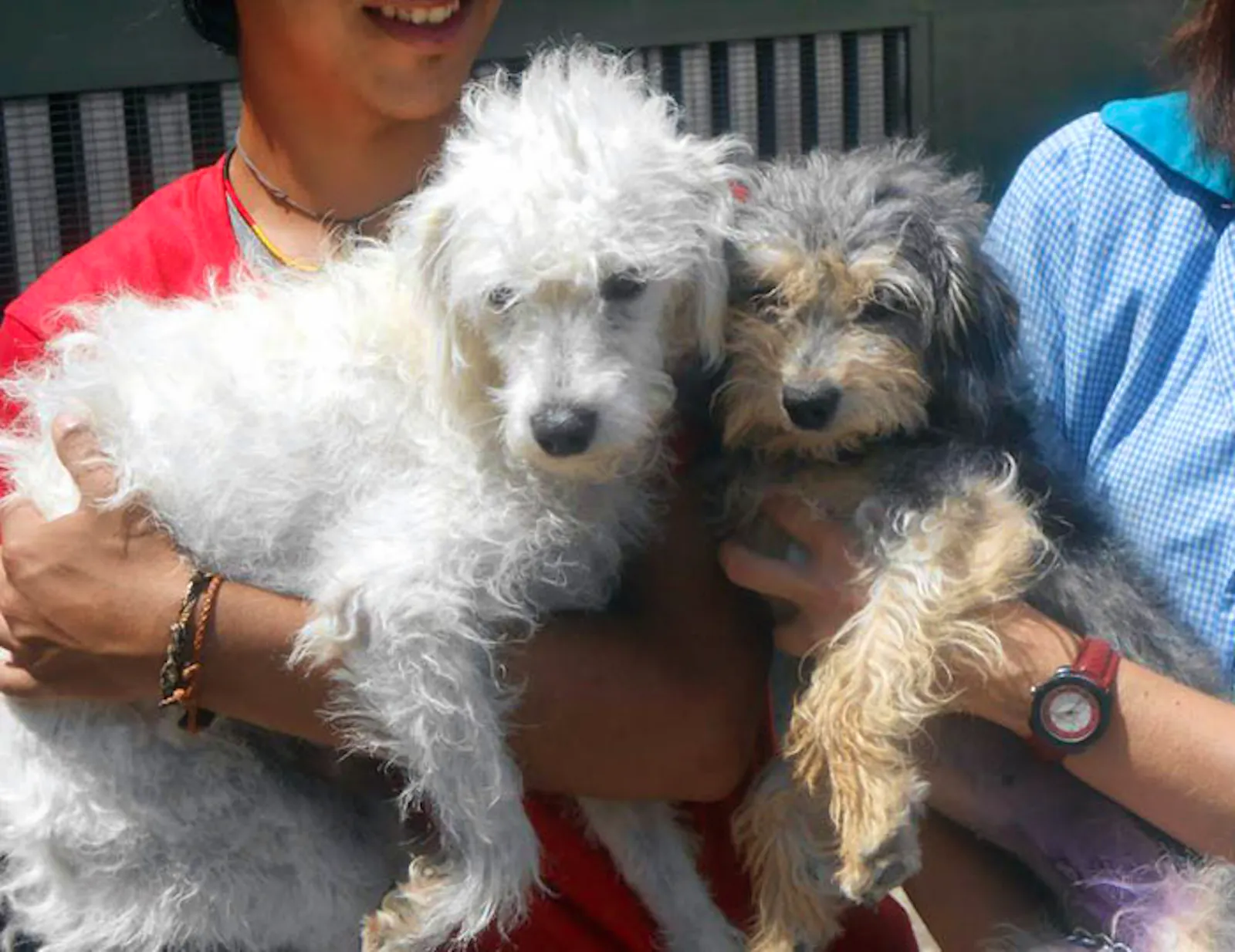 Help Stray Dogs | Volunteer in Chile 2025