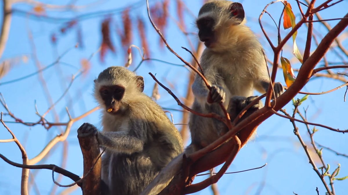 Primate Sanctuary Assistant | Volunteer in South Africa 2025