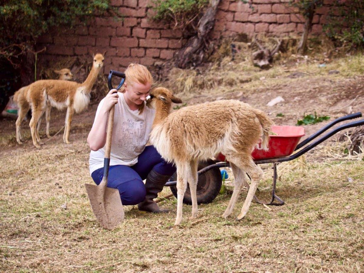 Alpaca and Llama Farm | Volunteer in Peru 2025