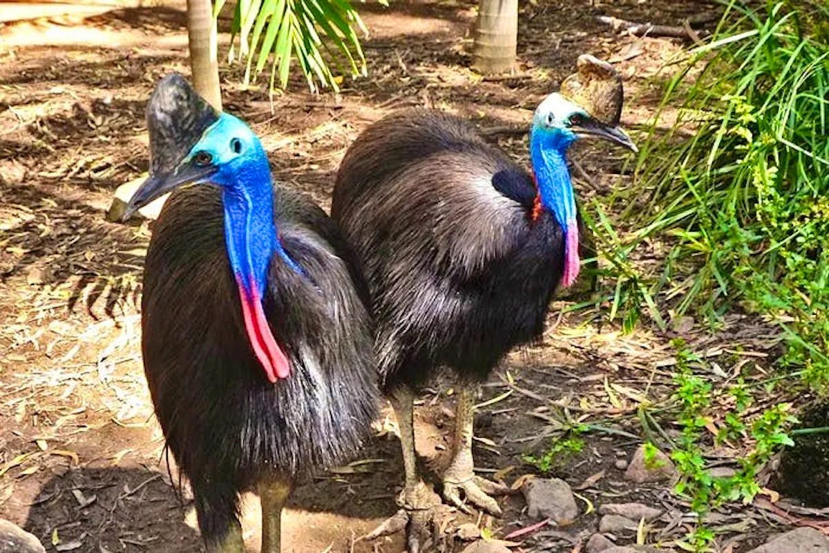 Zoo and Animal Caretaker | Volunteer in Australia 2025