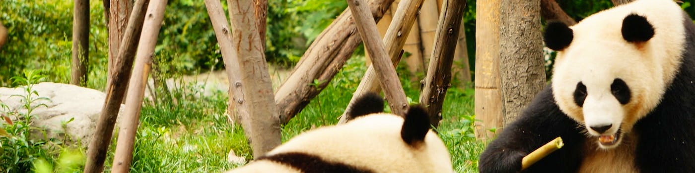 Panda Volunteer Program (2020) | Panda Sanctuary Chengdu | Volunteer World