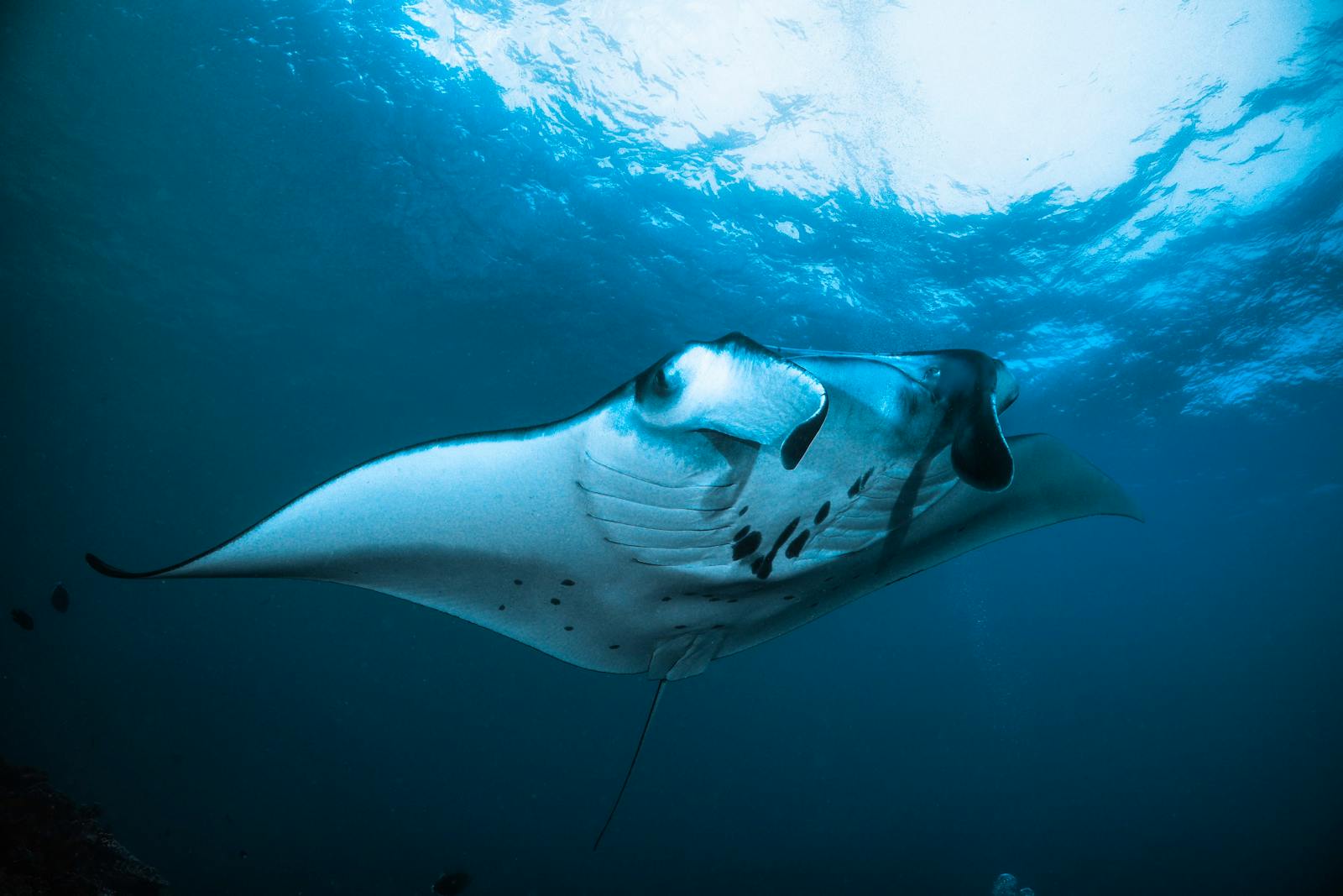 Reef Restoration Internship | Volunteer in Indonesia 2025