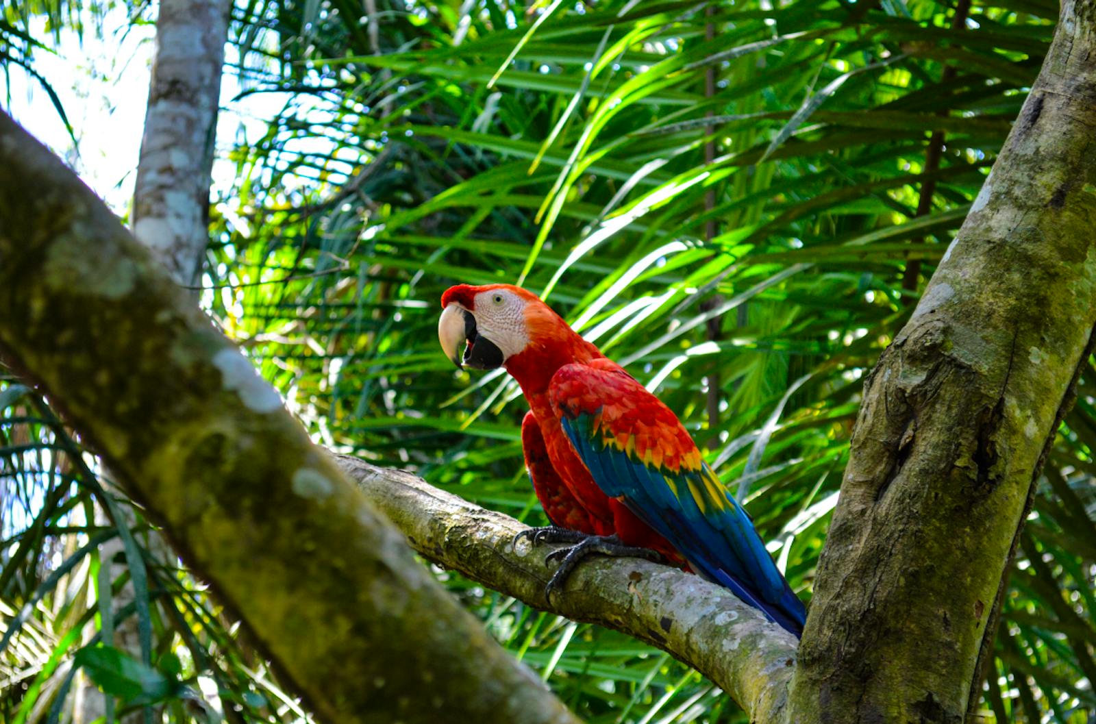 Peruvian Amazon Conservation & Reforestation | Volunteer in Peru 2025