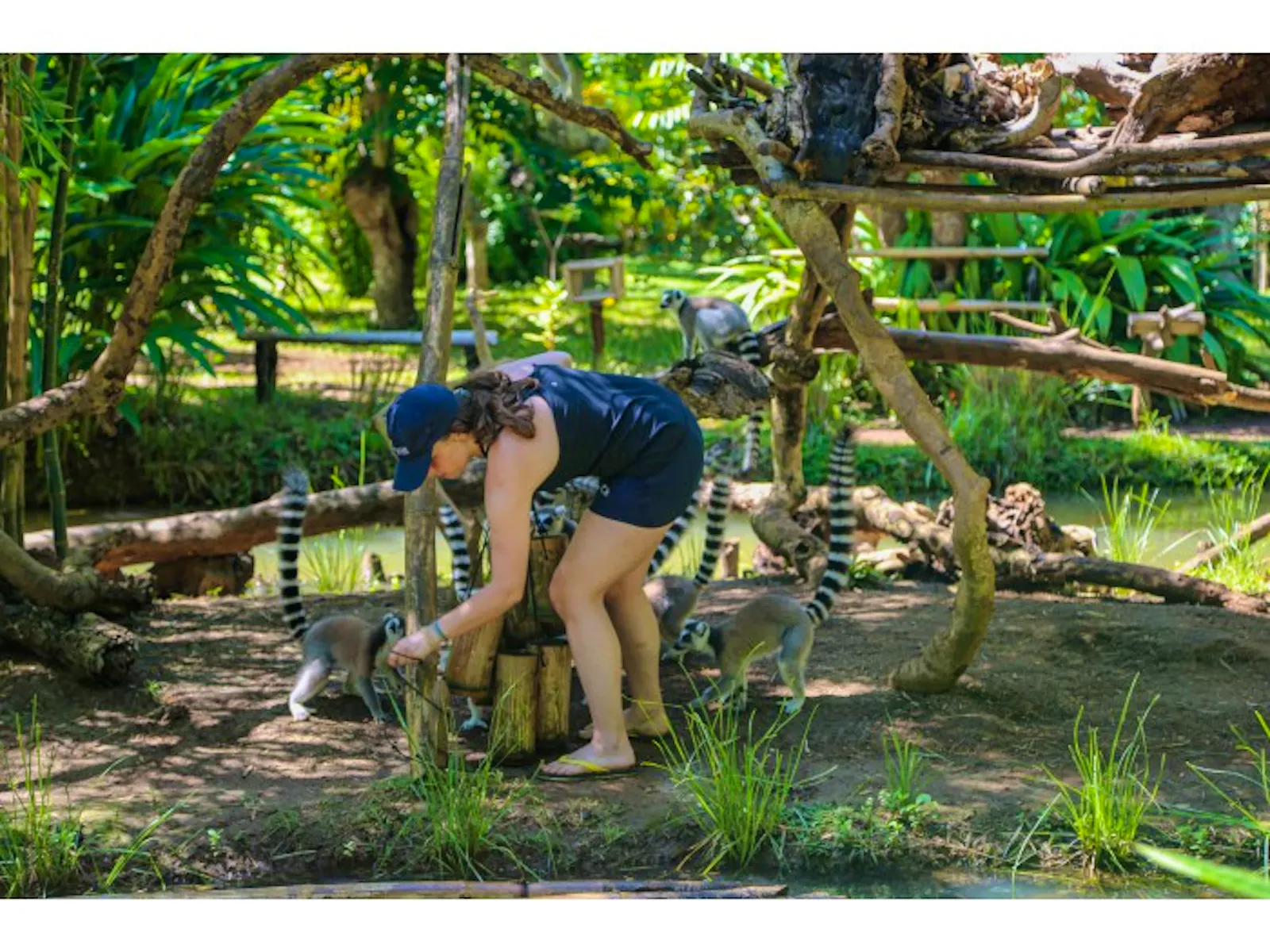 Lemur Conservation Experience | Volunteer in Madagascar 2025