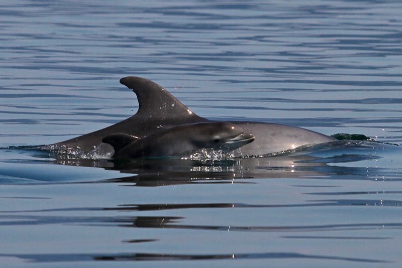 Coastal Dolphin Conservation | Volunteer in Greece 2025