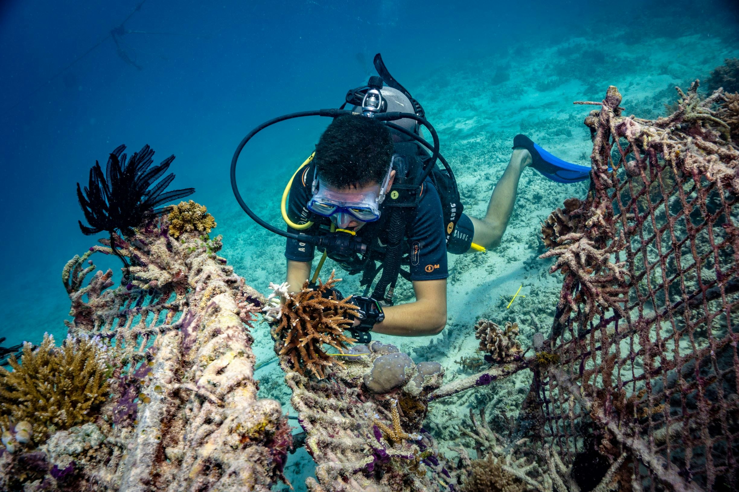 Biorock Coral Reef Restoration | Volunteer in Indonesia 2025